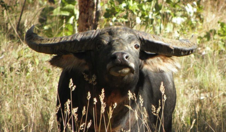 Buffalo Hunting - Hunting Australia | Tropical Hunting Safaris